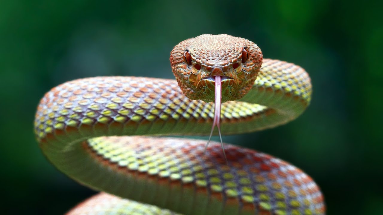 How to say "snake" in Hawaiian and ASL